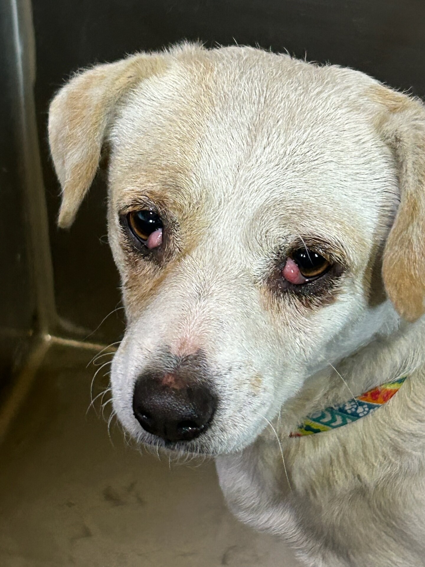 Help Needed for Layla's Medical Expenses | Desert Tails Shelter