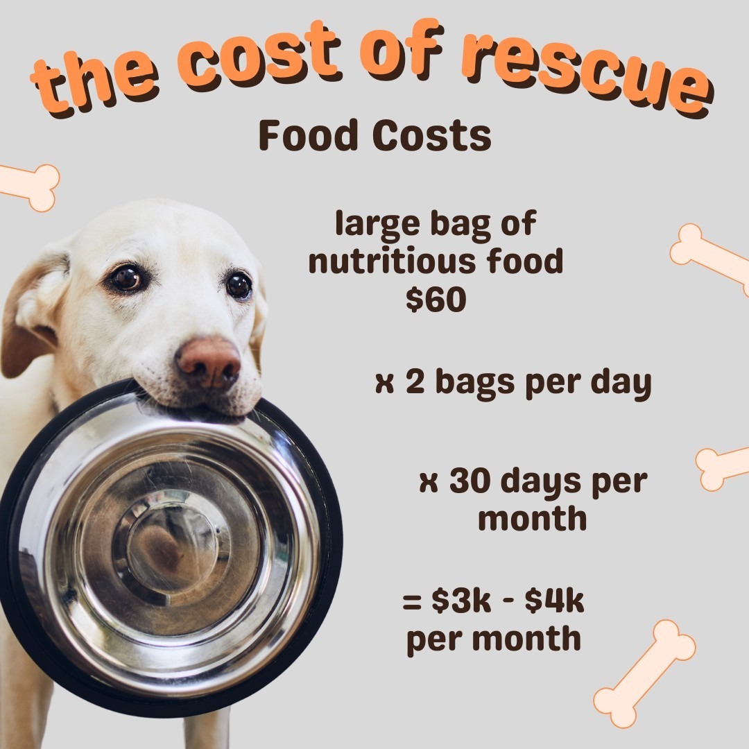 Desert Tails Shelter - Dog Rescue in Scottsdale, AZ